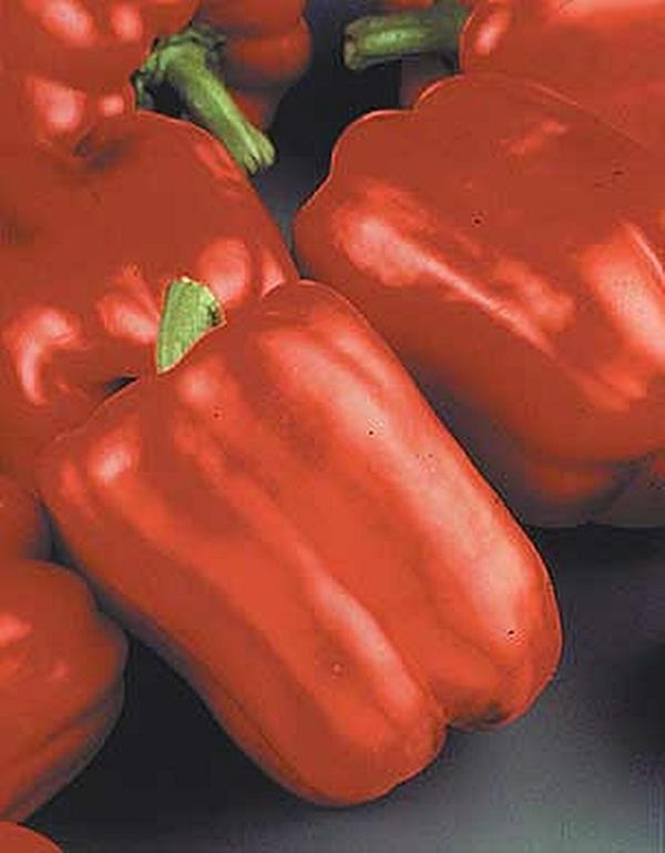 Pepper Seed - Sweet Red Beauty Seeds