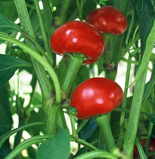 Pepper Seed - Hot Red Cherry Large Hot Seeds
