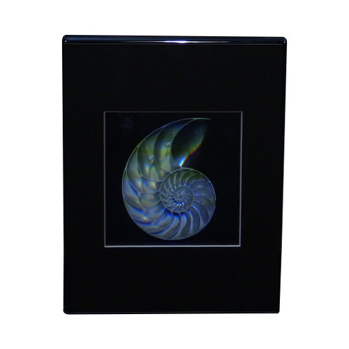 3D Nautilus Shell (Achromate) Hologram Picture(DESK STAND), Collectible ...