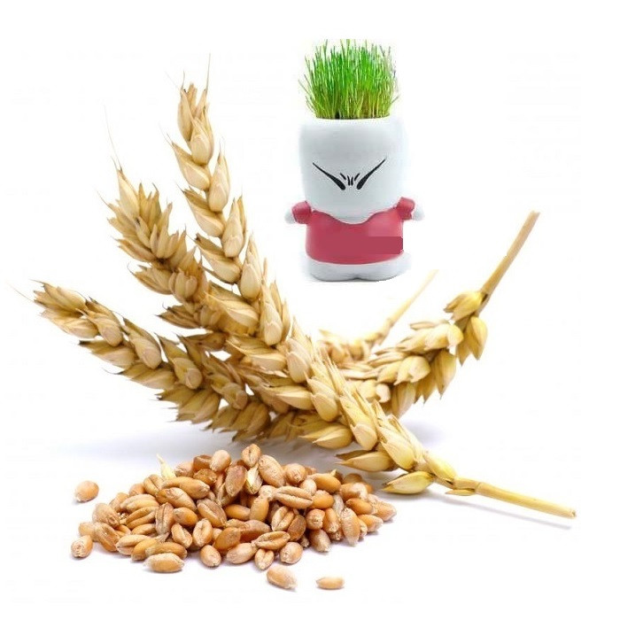 Unpelted (Gandom Sabze) Wheat for Sprouting 1lb - DIZIN Online Store