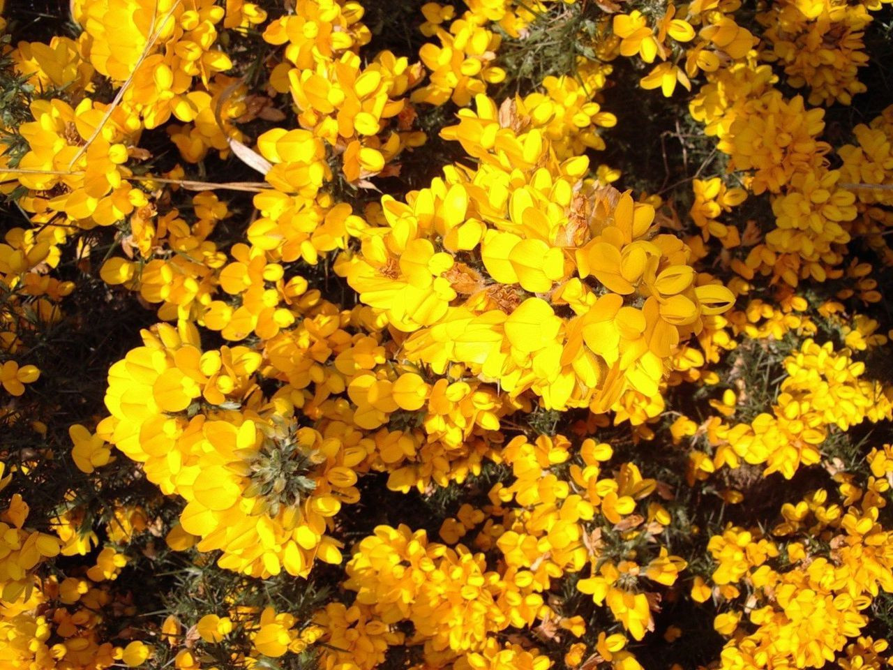 50 Gorse Hedging Bush,Prickly Furze Plants,Fragrant Yellow Whin ...