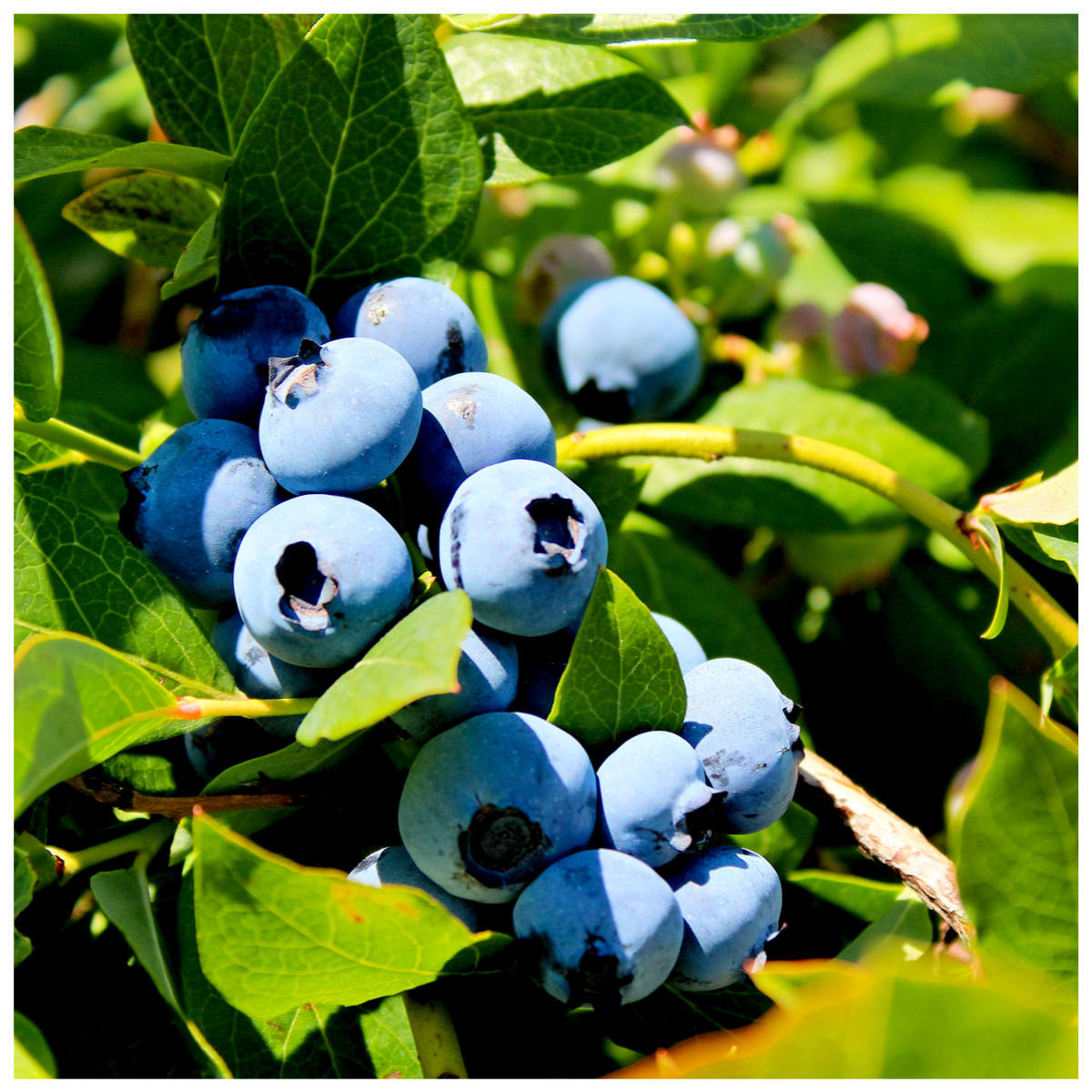 'Duke' Blueberry / Vaccinium cor. 'Duke' in 9cm Pot, Tasty Edible Fruit ...