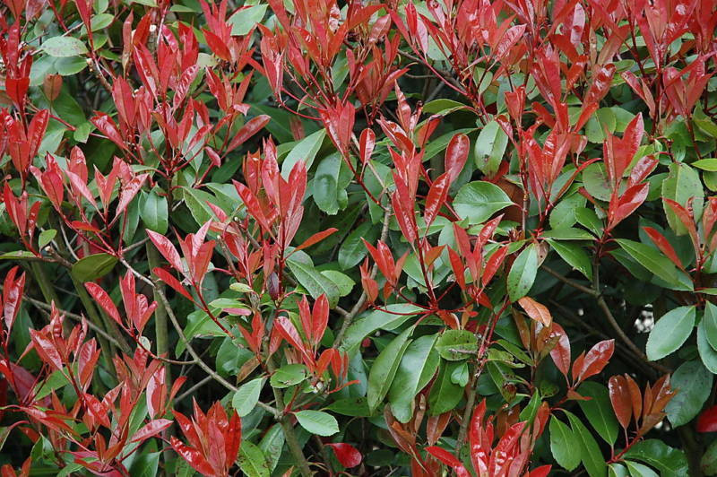 50 Photinia Red Robin Hedging Plants 25-30cm Bushy Evergreen Hedge ...