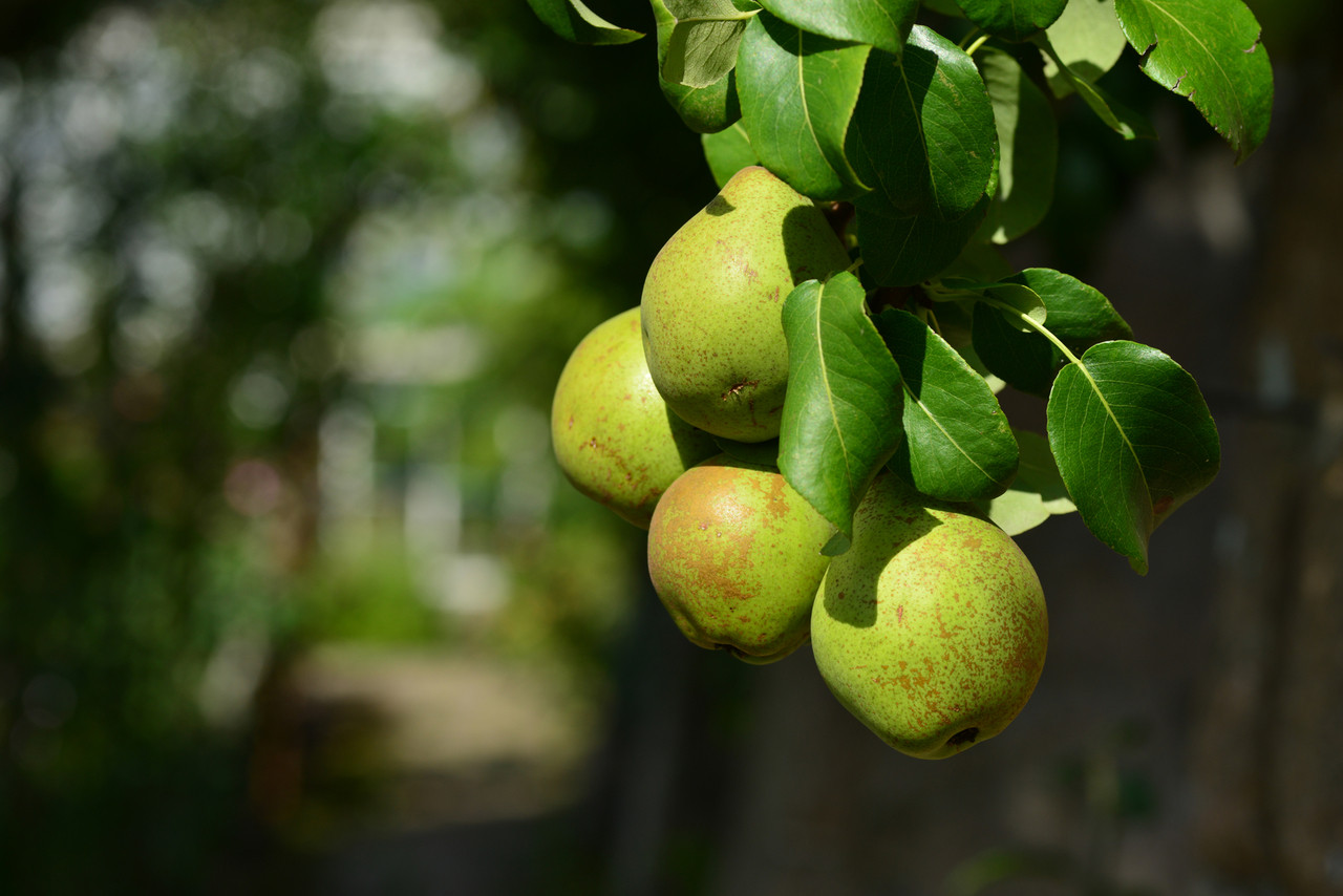 25 Wild Pear Trees 1-2ft,Pyrus Communis Hedging 40-60cm Strong Native ...