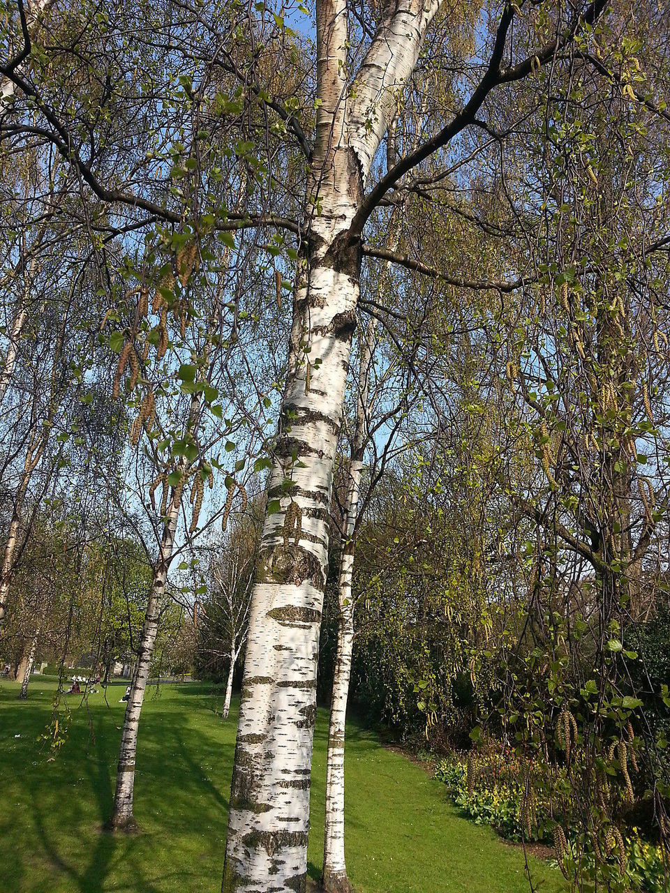 5 Silver Birch 5-6ft Stunning Mature Specimen Trees, Betula Pendula ...