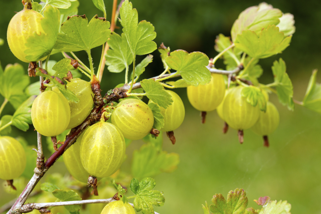 1 Green Gooseberry Plant / Ribes uva-crispa 'Invicta' 1-2ft ready to ...