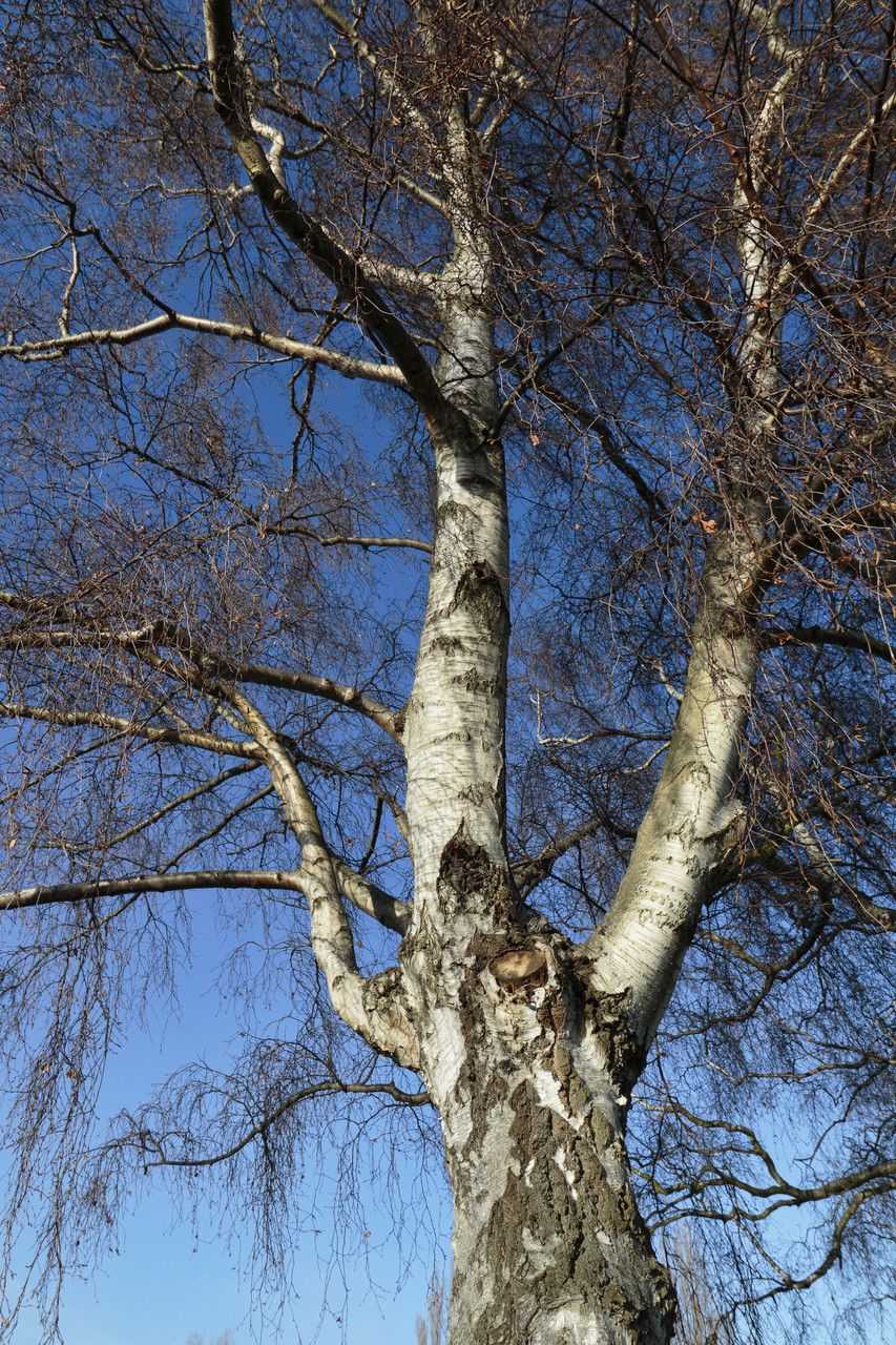 5 Silver Birch 6-8ft Stunning Mature Specimen Trees, Betula Pendula in ...