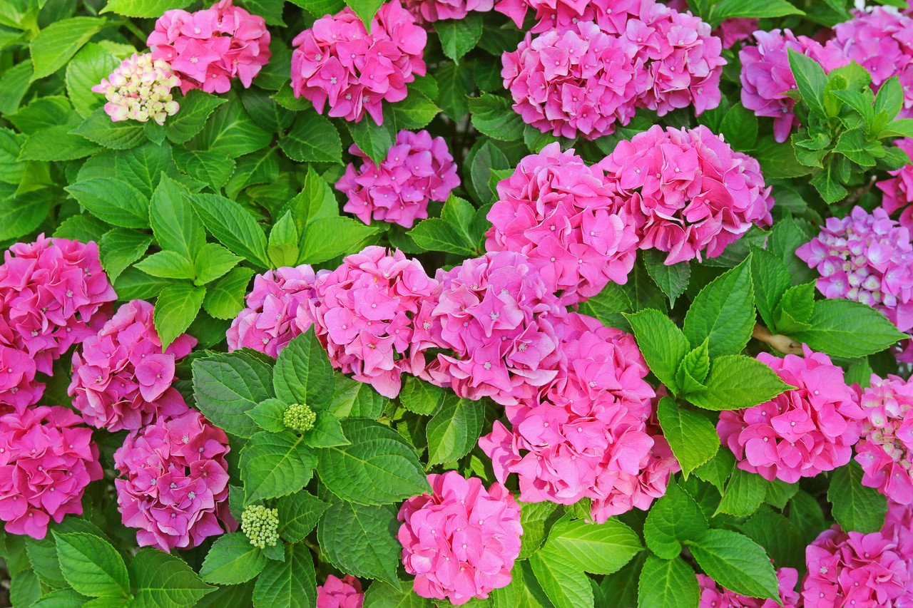 Hydrangea Macrophylla Alpengluhen / Glowing Embers In 2L Pot ...