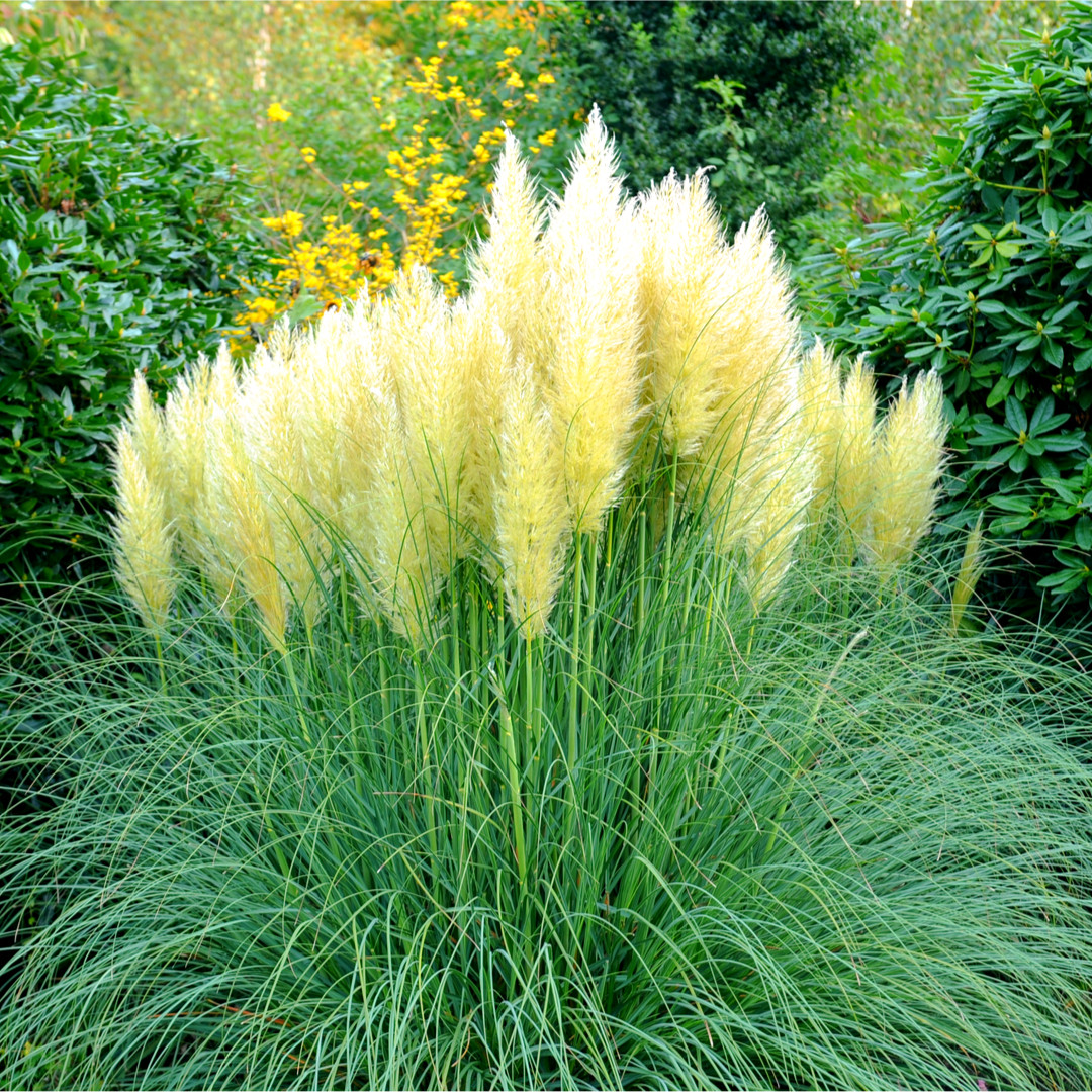 Cortaderia selloana 'Pumila'/ Pampas Grass 30-40cm in 9cm Pot, Silky ...