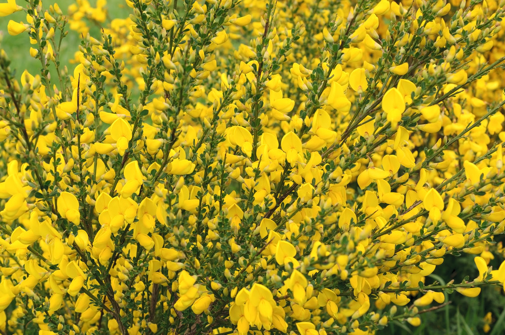 Cytisus Praecox 'Allgold' / Yellow Broom Plant in 2L Pot, Spectacular ...