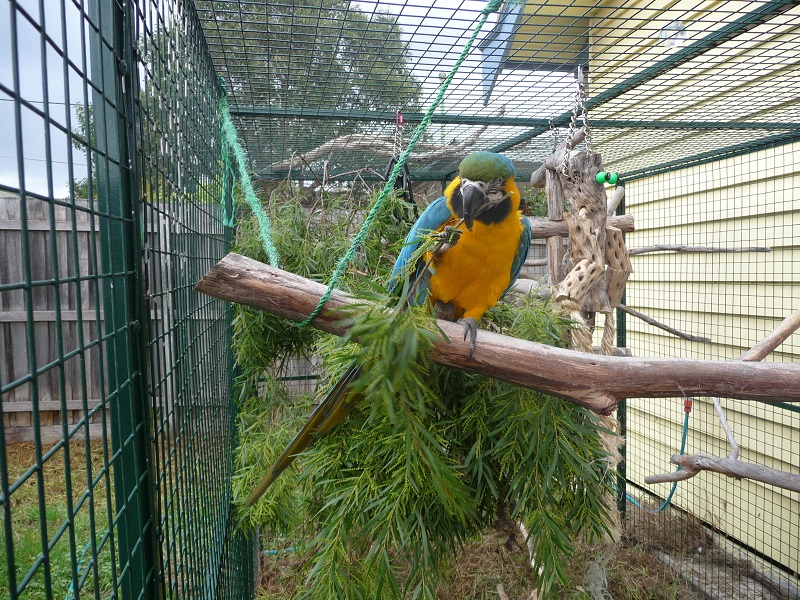 Home-Made Natural Perches - My Parrot Shop