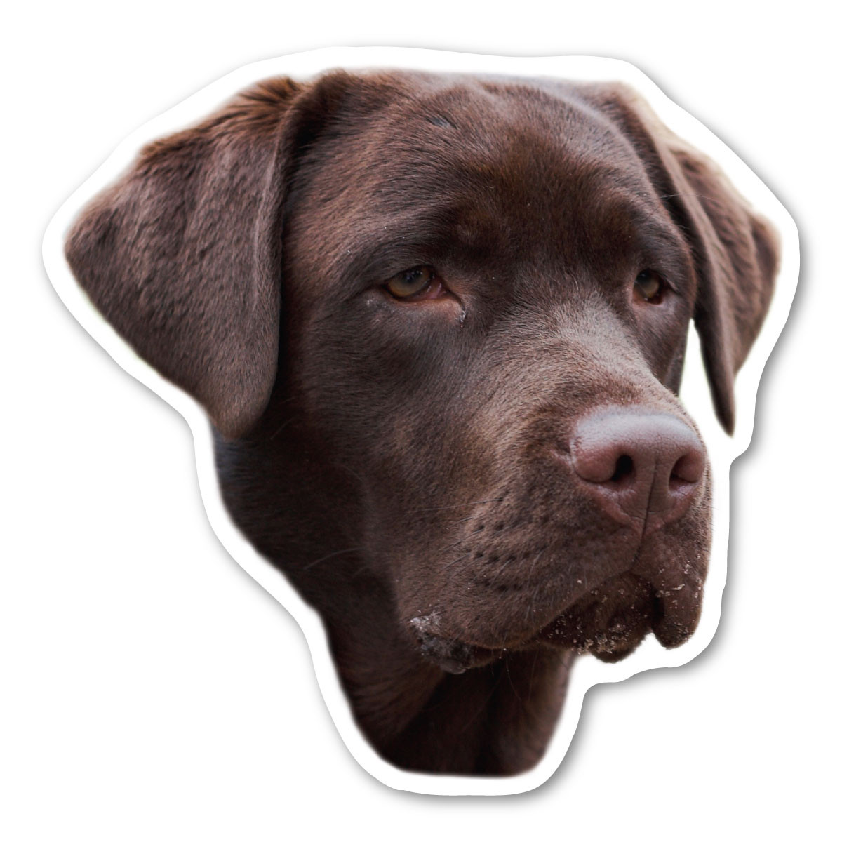 Chocolate Labrador Retriever