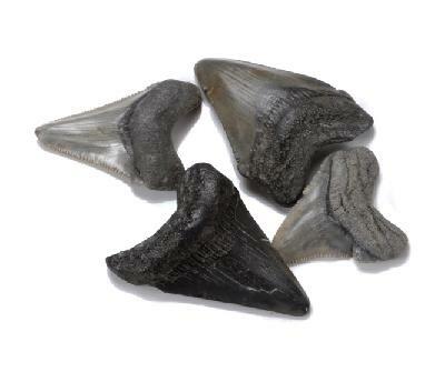 The Evolution Store | Nature, Science and Art