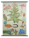 Tobacco Botanical Poster | Evolution Store