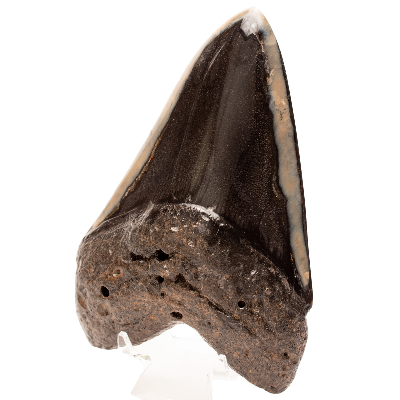 2 Polished Megalodon Tooth Rocks & Geodes Home Décor etna.com.pe
