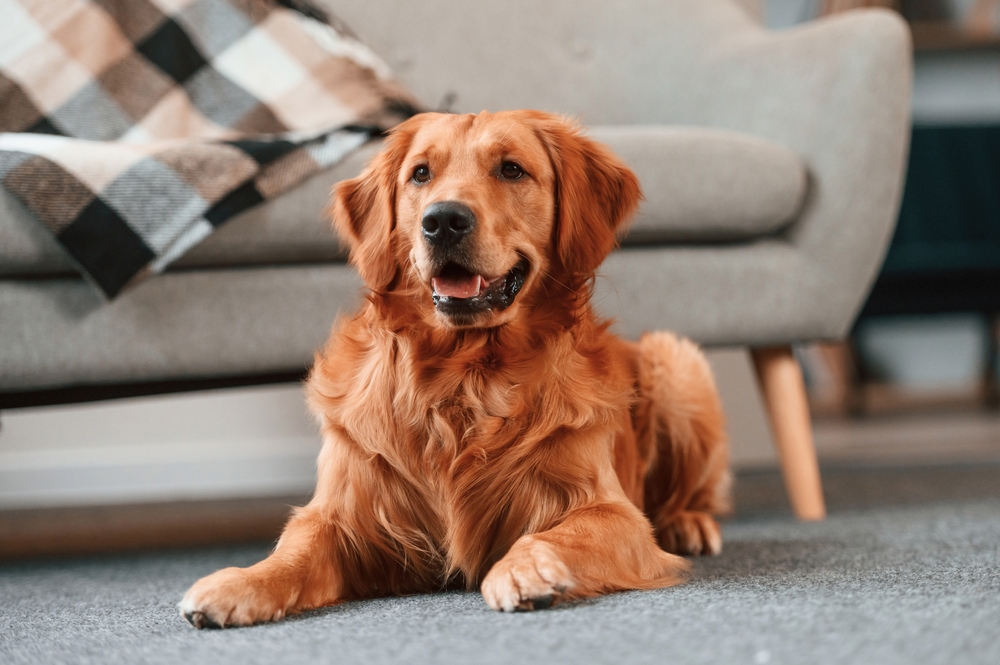 Administering Your Pet CBD Based on Their Age - The Vape Mall