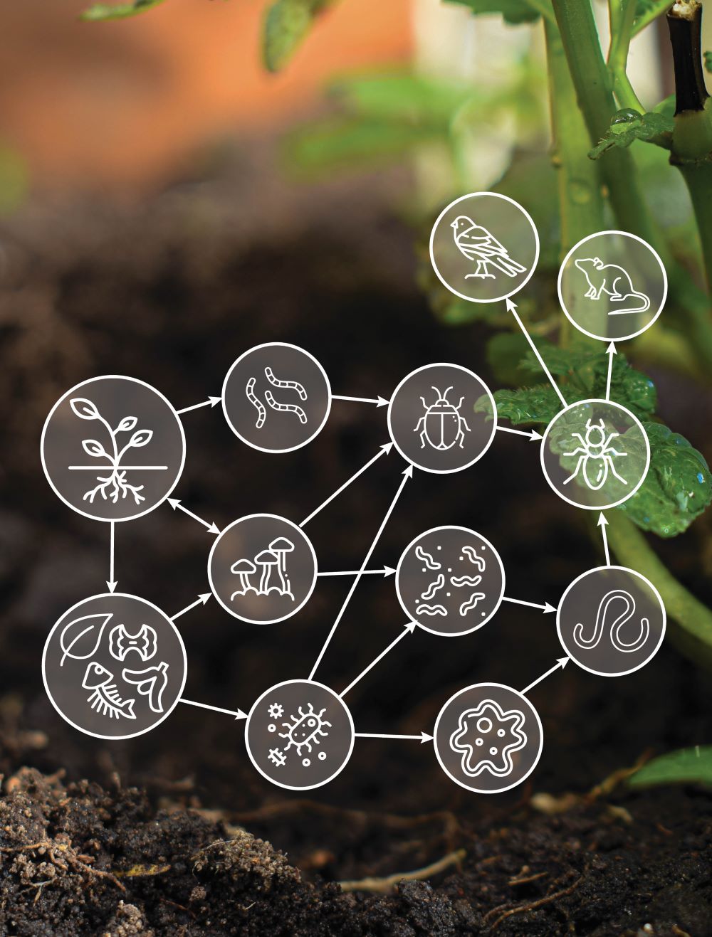 The Soil Food Web - Elevate Packaging
