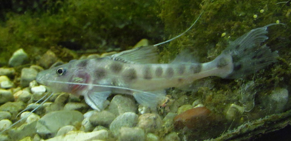 Piraiba Catfish