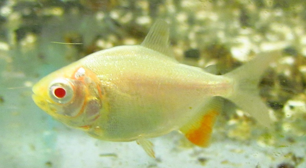 Albino Red Belly Pacu