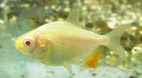 Albino Red Belly Pacu