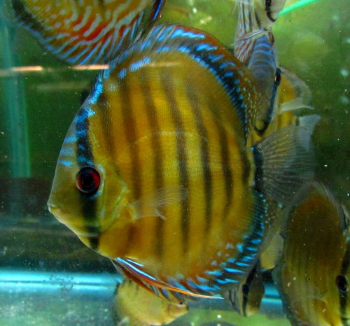Blue Discus Wild caught