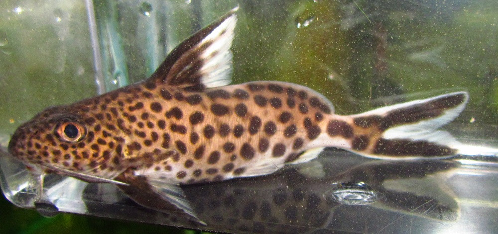 Synodontis Multipunctatus Catfish LARGE Breeder Size - TRiN's Tropical Fish