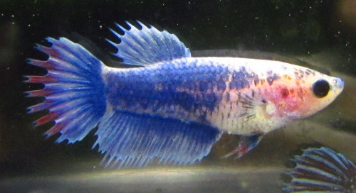 Pre-Order Assorted Color Crowntail Female Bettas - TRiN's Tropical Fish