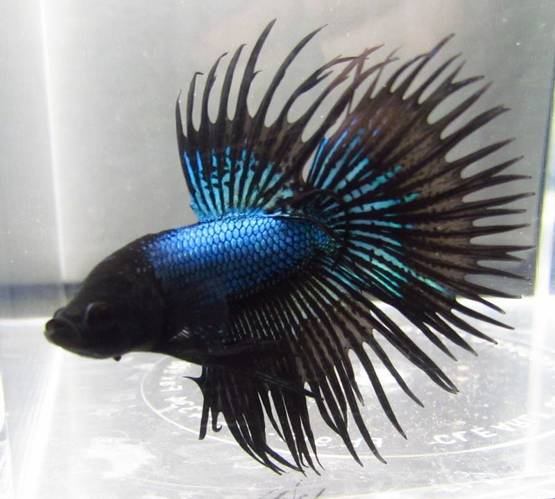 Pre-Order Black Crowntail Male Bettas - TRiN's Tropical Fish
