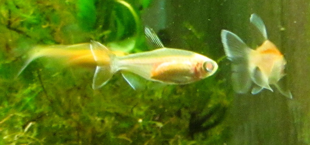 Congo Tetra
