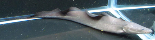 Aba Aba Knifefish Large