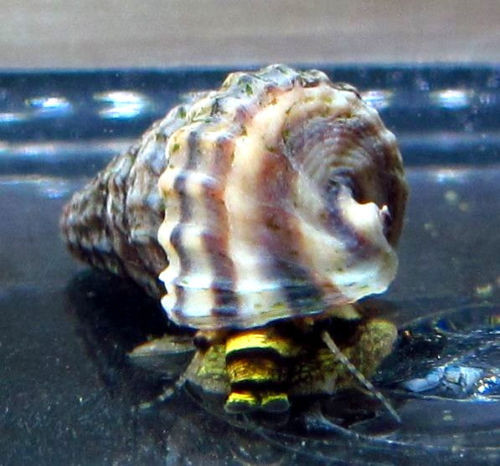 Sulawesi King Snail