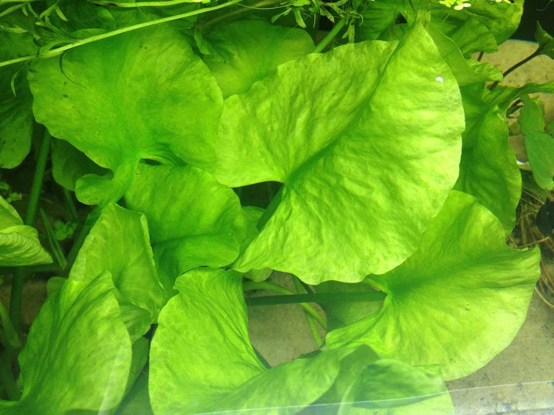 Spatterdock Lily Nuphar advena