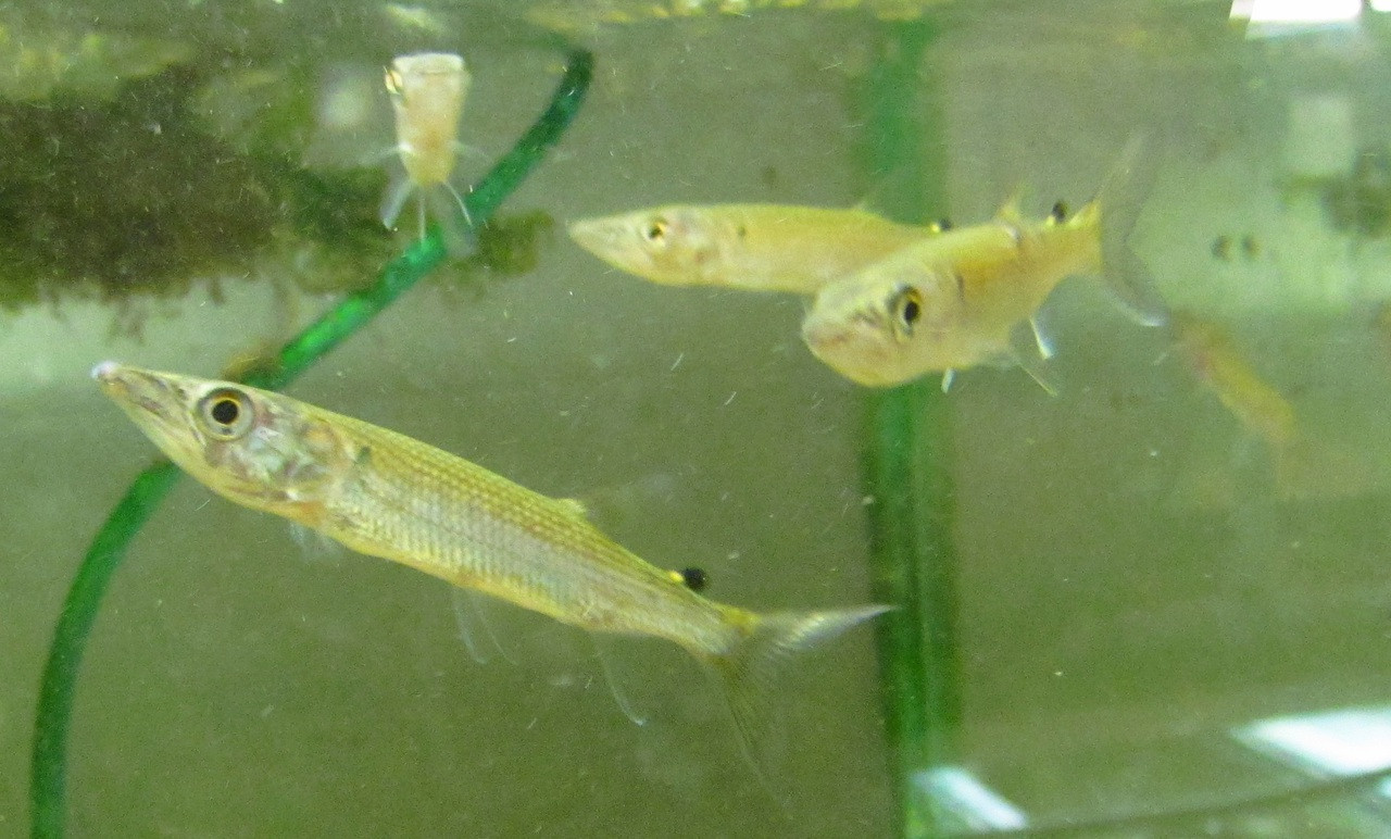 African Tiger Odoe Pike