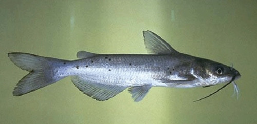 Blue Channel Catfish