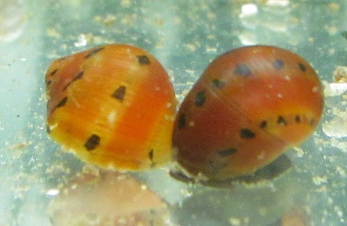 Tiger Nerite Snail - TRiN's Tropical Fish