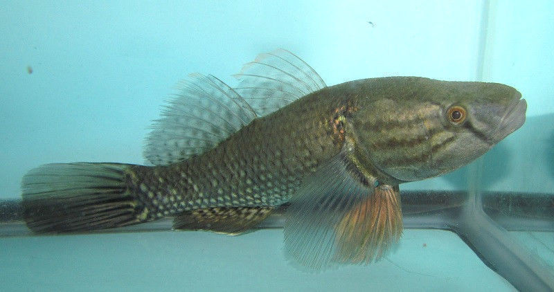 Sleeper Goby - TRiN's Tropical Fish