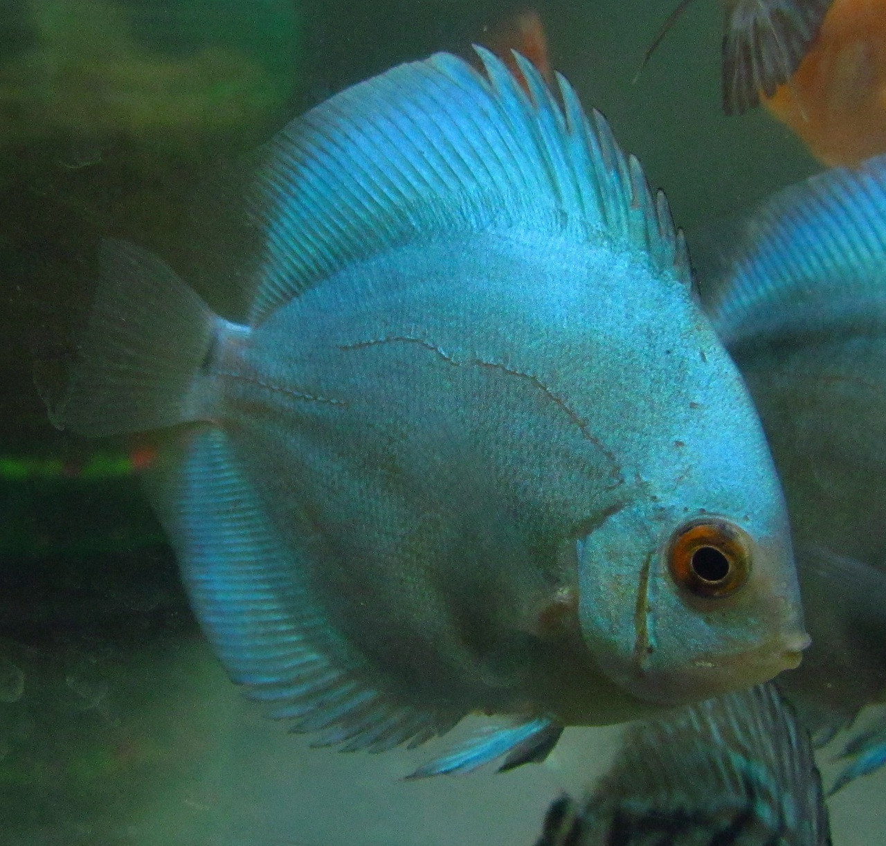 Blue Turquoise Discus