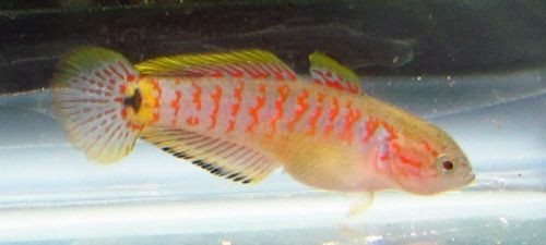 Peacock Gudgeon Goby - TRiN's Tropical Fish