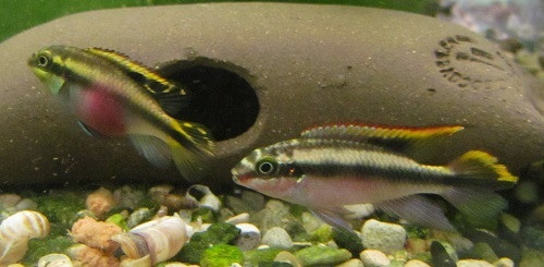 Pair Kribensis Cichlid - TRiN's Tropical Fish