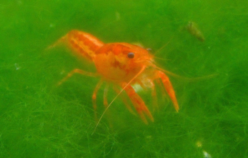 Dwarf Orange Crayfish CPO Pair - TRiN's Tropical Fish
