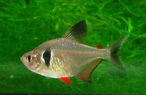 6 Black Phantom Tetras - TRiN's Tropical Fish