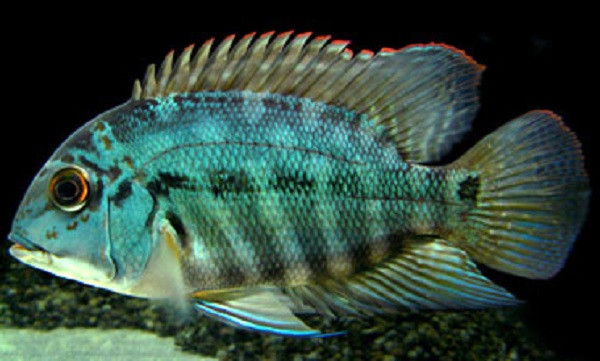 True Parrot Cichlid - TRiN's Tropical Fish