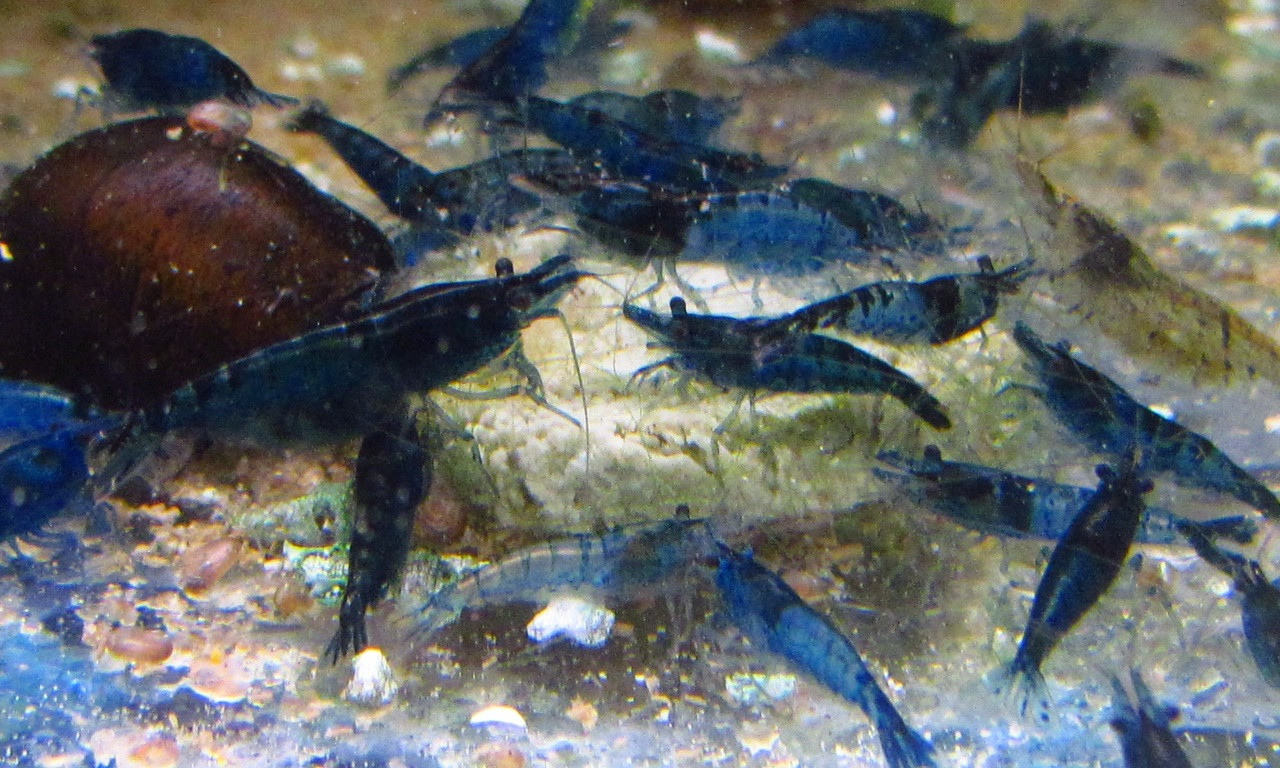 5 Blue Velvet Shrimp - TRiN's Tropical Fish
