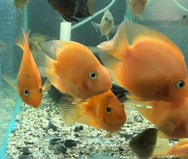 King Kong Parrot Cichlid - TRiN's Tropical Fish