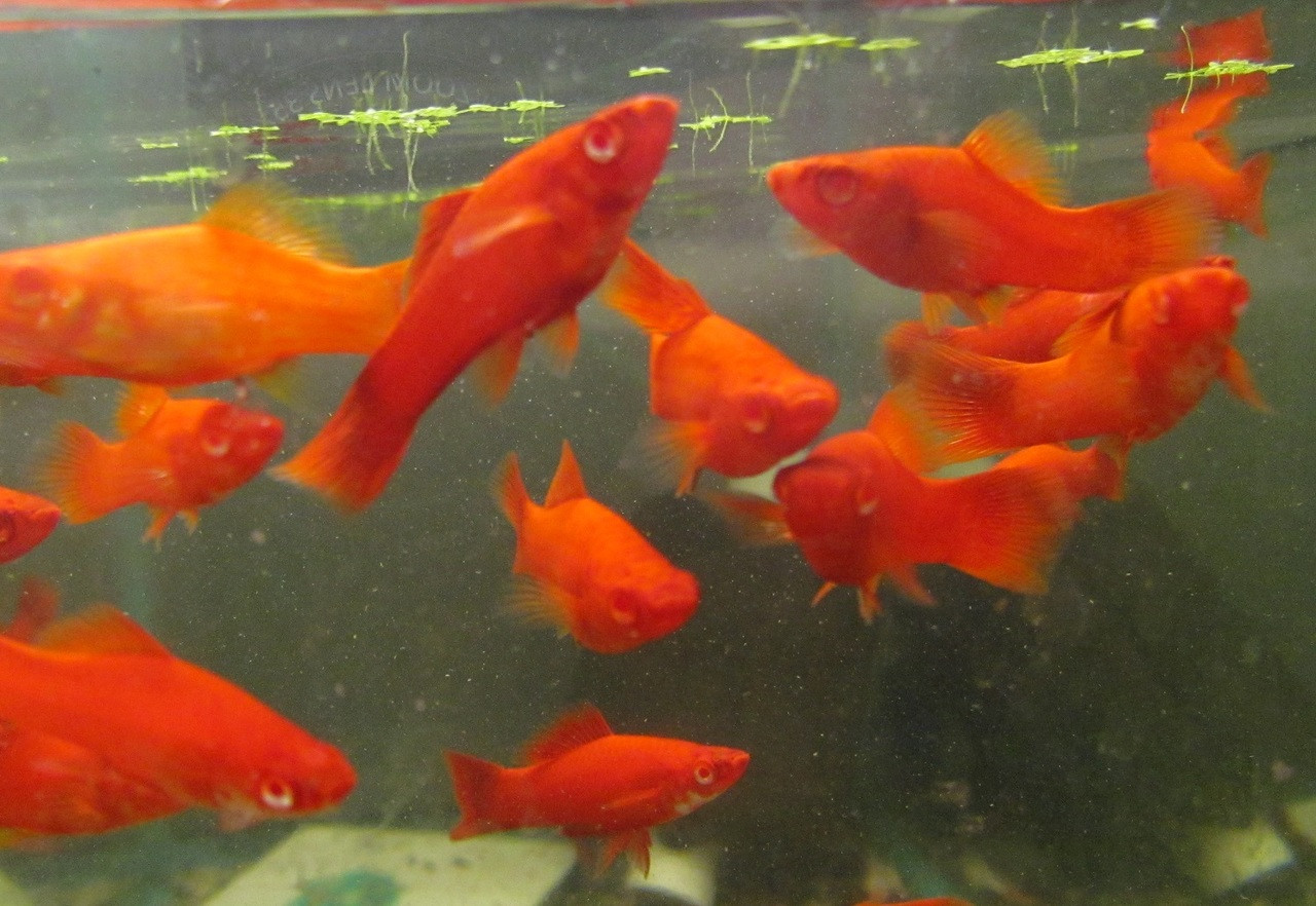 Albino Red Swordtail - TRiN's Tropical Fish