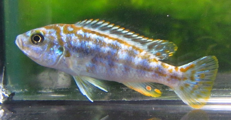 Exasperatus Cichlid - TRiN's Tropical Fish