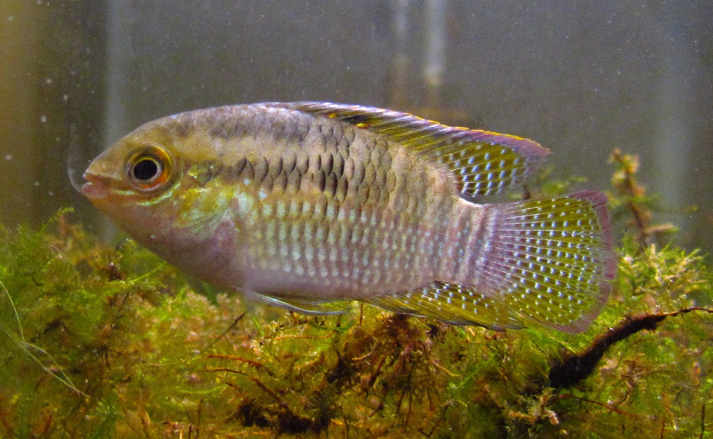 Dwarf Flag Cichlid (Laetacara Curviceps) - TRiN's Tropical Fish