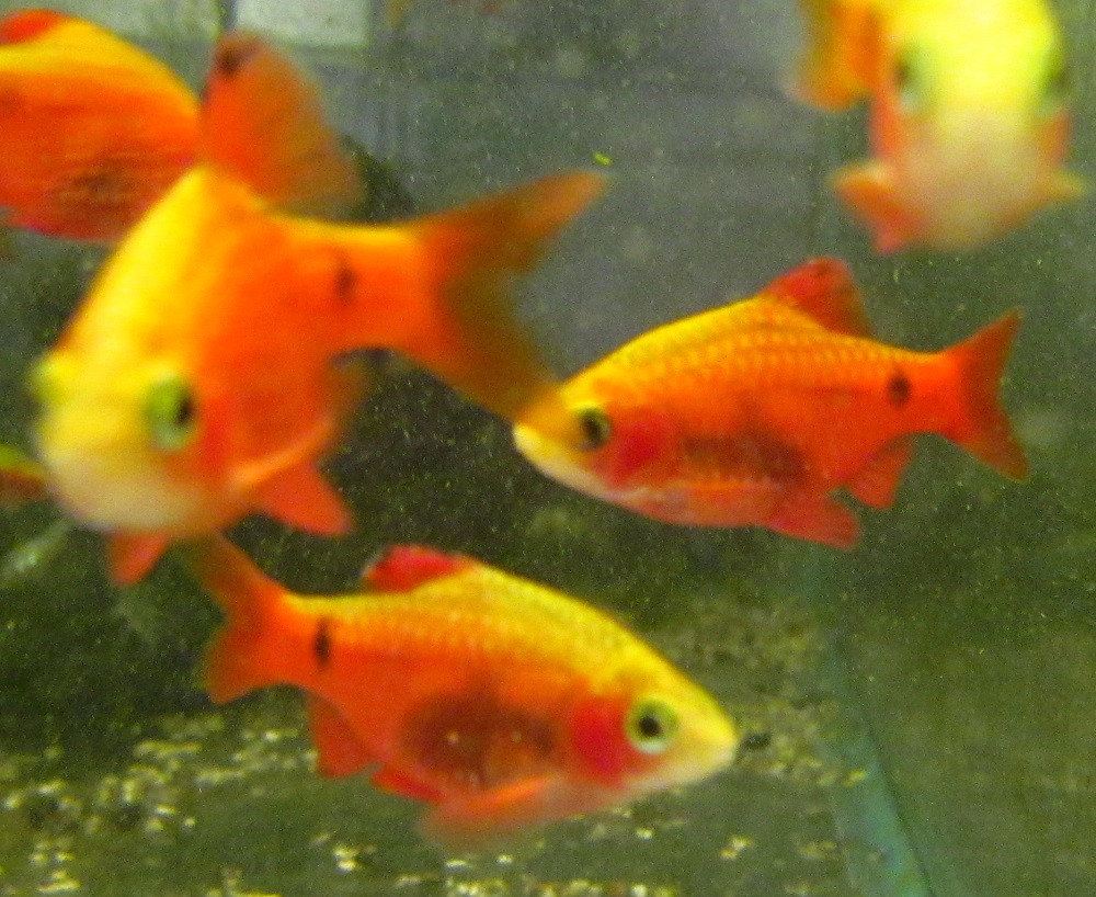 Red Glass Barb - TRiN's Tropical Fish