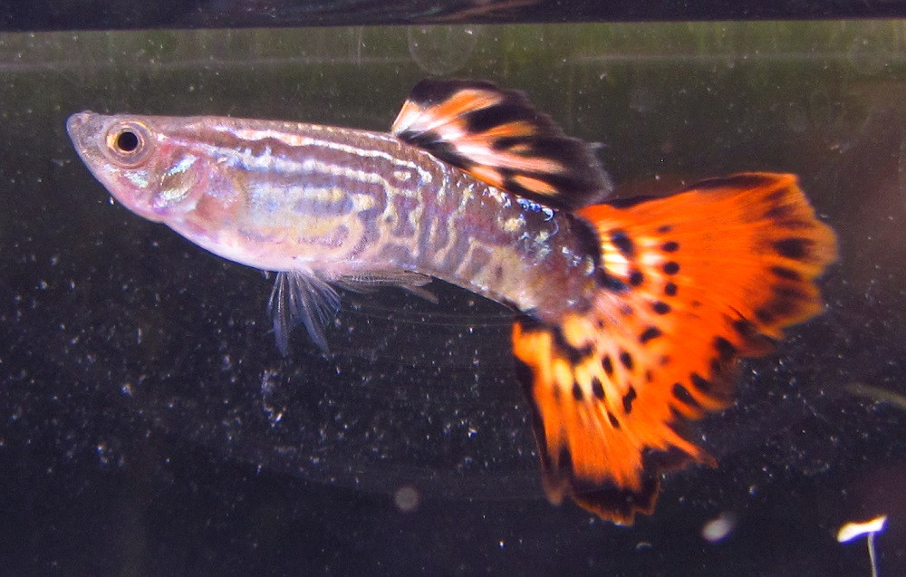 Red Cobra Guppy - TRiN's Tropical Fish