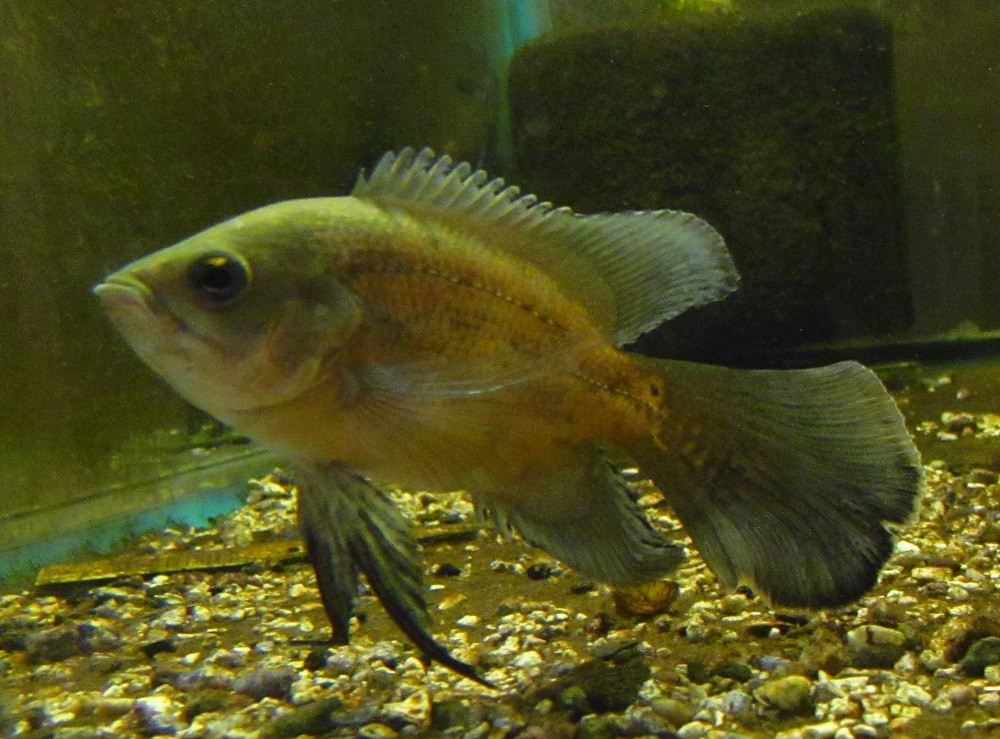 Longfin Red Oscar - TRiN's Tropical Fish